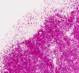Cortex And Paracortex In Slices Of An Uninfected Lymph Node Of A Rat Download Scientific