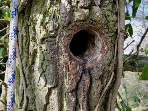 Surveying Trees For Bats Bats Research Training