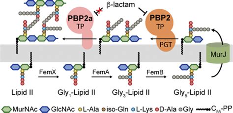 Staphylococcus Aureus Diagram