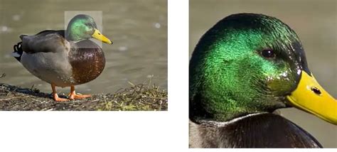 Simple Image Zoom With Angularjs Angular Script