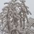 Freezing Fog Blankets Forest And Creates Surreal Frozen Landscape