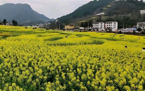 油菜一般亩产量可产多少斤 农业种植网