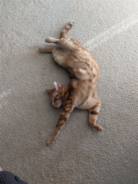Pin On Tattoo In 2024 Cat Sleeping Positions Cat Sleeping Cat Pose