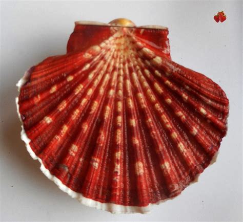 190 Best Pecten Images On Pinterest Clam Shells Conch Shells And Sea Shells