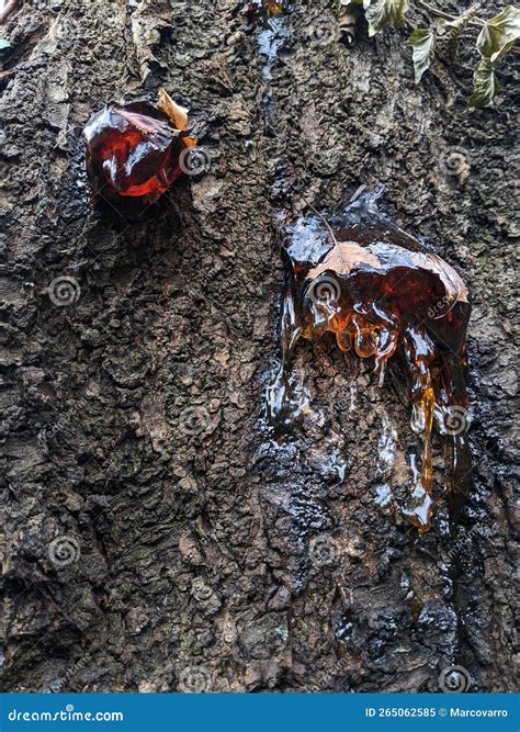 Tree Resin Mechanism Of Healing Puncturs In Tree Stem Stock Image Image Of Abstract Resin