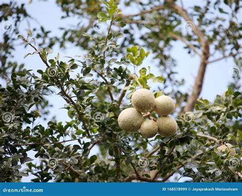 Limonia Acidissima Wood Apple Fruit Stock Image Image Of Wood