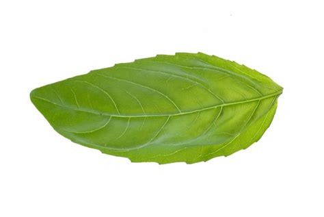 Premium Photo Single Basil Leaf