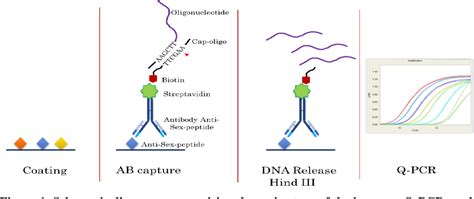Figure 1 From A Novel Immuno Quantitative PCR Assay For Quantifying Sex Peptide In Drosophila