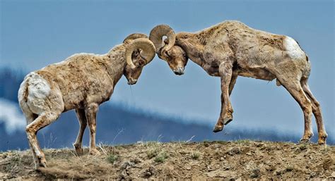 How To Stop A Goat From Head Butting You At James Auxier Blog