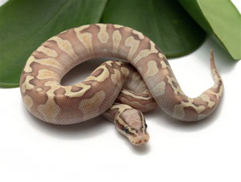 Banana GHI Pastel Butter Enchi Male Dynasty Reptiles