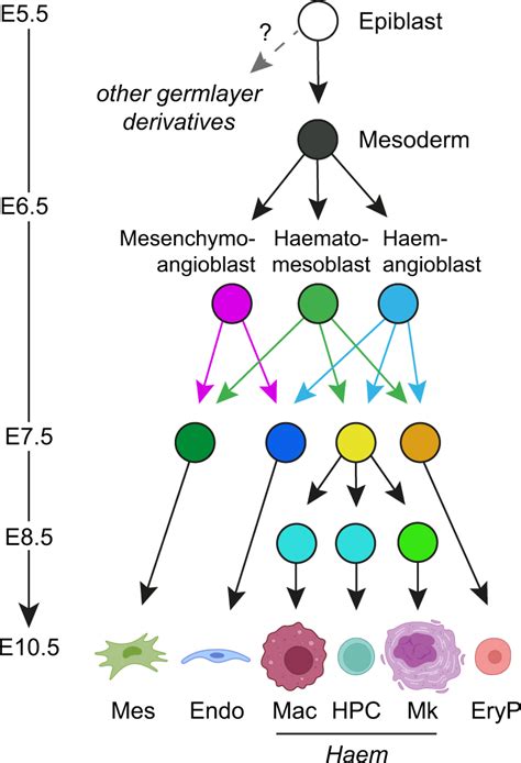 Model Of Mesodermal Diversification In The Yolk Sac Via Dual Outcome Download Scientific