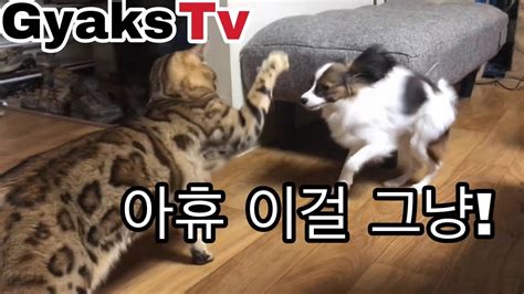 강아지 파피용 Vs고양이 뱅갈 코숏 과연 1등은 누구 Youtube