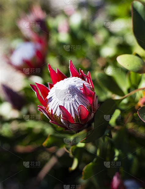 红白相间的花