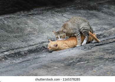 Tabby Cat Make Sex Royalty Free Images Stock Photos Pictures Shutterstock
