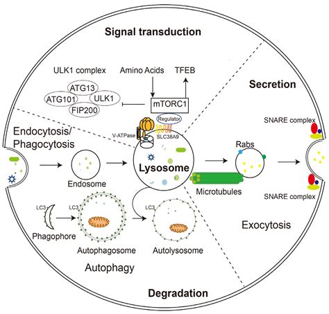 Lysosomes Functions Definition Structure Diagram Located In The