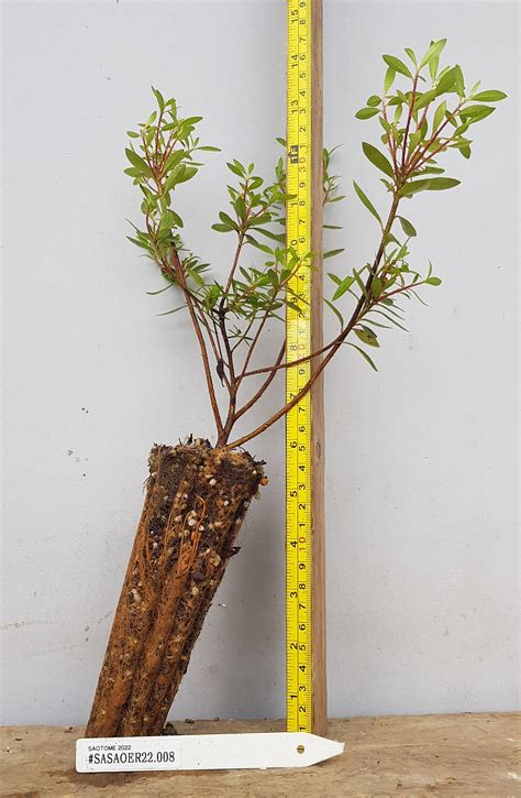 Starter Trees Bonsai Southwest Plymouth Devon Uk Plymouth