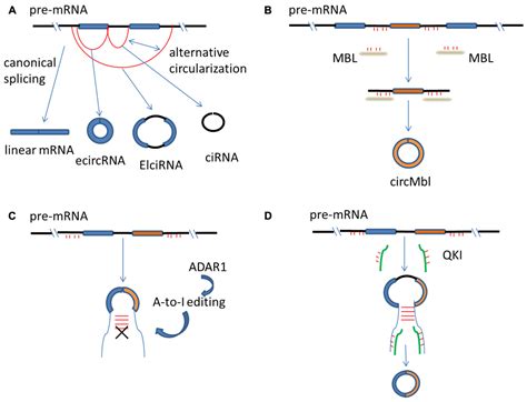Frontiers Circular RNAs A Novel Player In Development And Disease Of