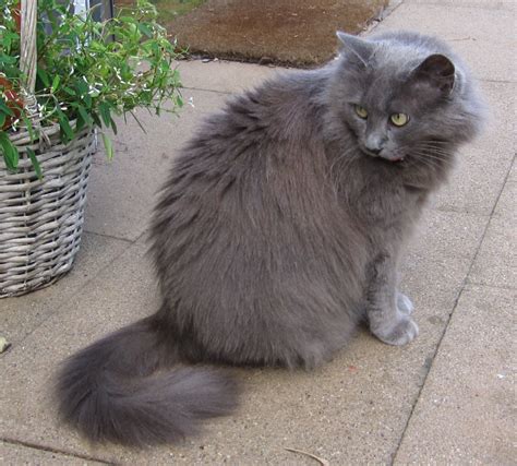 Nebelung Info Personality Pictures Kittens