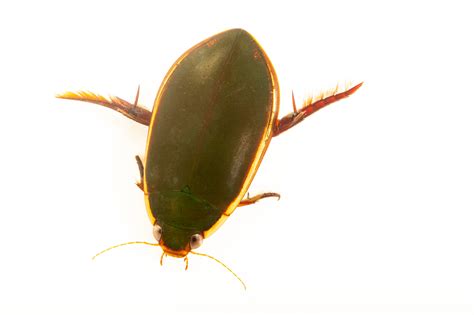 Predaceous Diving Beetle Cybister Fimbriolatus Joel Sartore