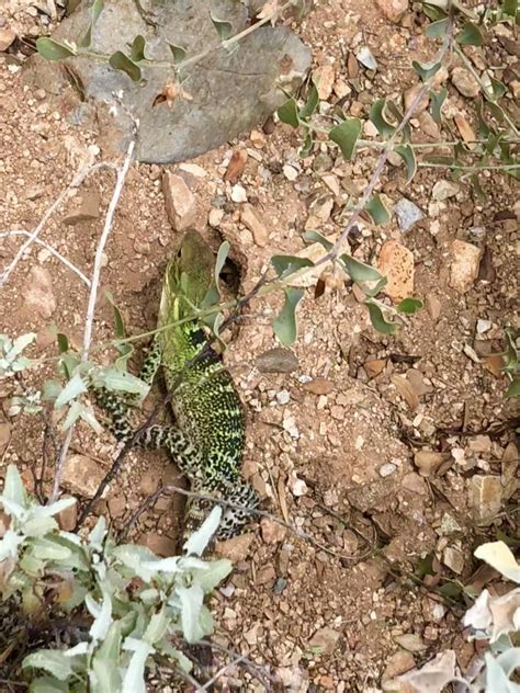 Az Lizard Id R Lizards