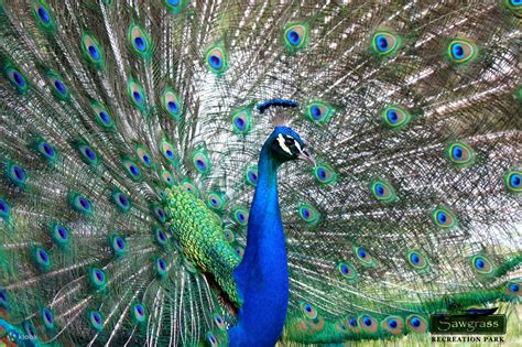 Sawgrass Recreation Park Boat Tour In Everglades Klook