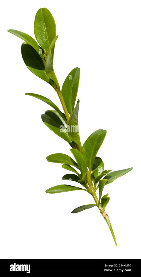 Green Twig Of Buxus Boxwood Box Box Tree Plant Isolated On White