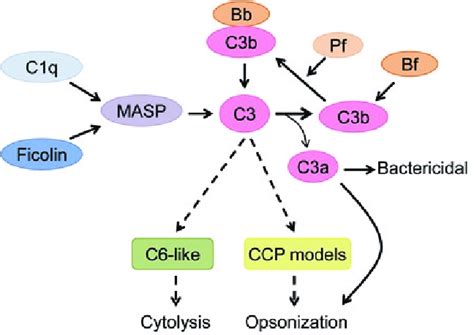 Putative Complement System In Amphioxus The Identification Of C1q Download Scientific Diagram