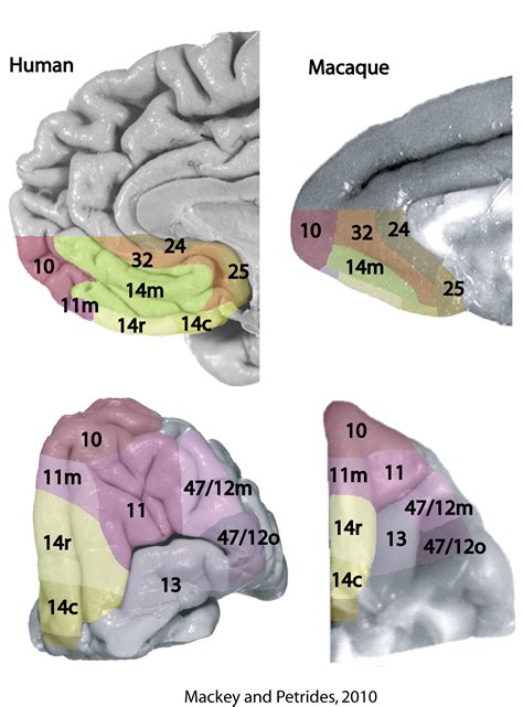 Ventrolateral Prefrontal Cortex