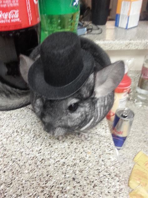 Chinchillas In Hats