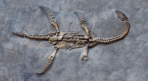 Plesiosaur Fossil Stock Image C030 0740 Science Photo Library
