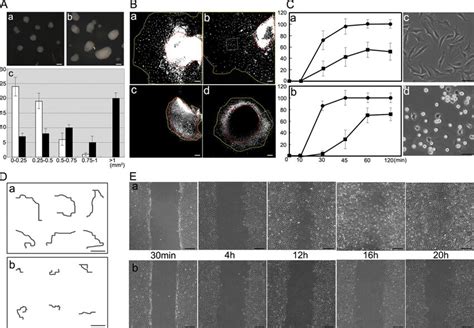 Roles Of Epb41l5 In Cell Cell And Cell Substrate Interaction A Cell Download Scientific