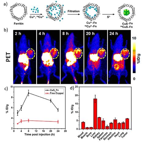 Figure 1 From Ferritin‐based Drug Delivery Systems Hybrid Nanocarriers