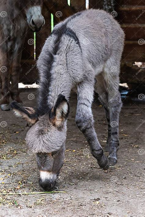 Gros Plan Joli Petit Cul Un Jeune Cul Dans Sa Maison Photo Stock