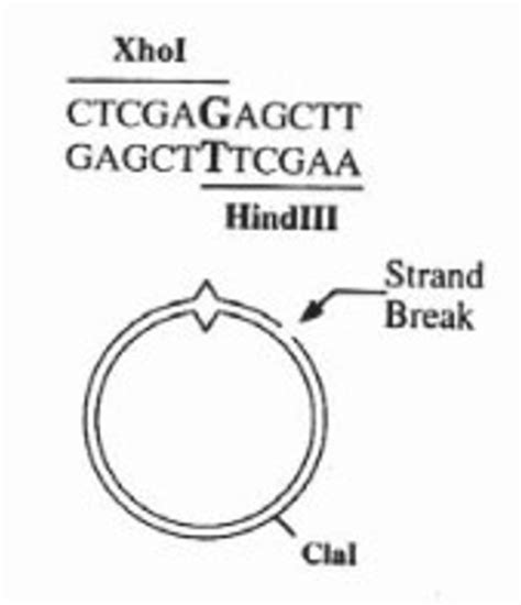 Solved You Are Studying The Mismatch Repair Pathway In A