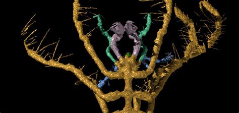 Digital Morphology Oxford University Museum Of Natural History