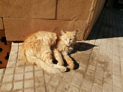 Understanding The Fvrcp Cat Vaccine Best 7 Health Tips