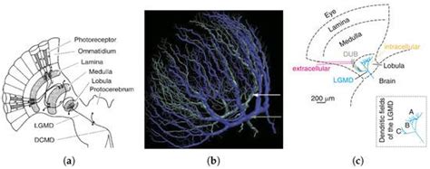 刘稔远 On Linkedin A Computationally Efficient Neuronal Model For Collision Detection With