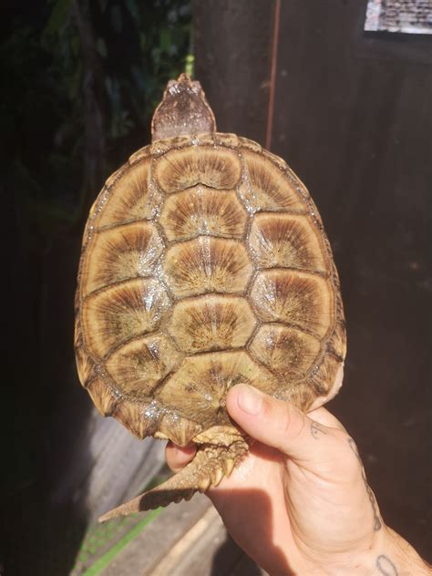 11 Of The Snappers Snapping Turtle Rescue And Sanctuary Uk