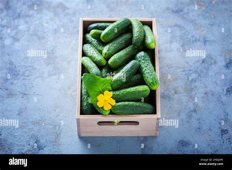 Cucumber Pickle Cucumbers Pickles Stock Photo Alamy