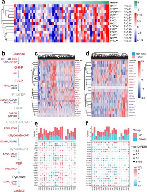 Pan Cancer Transcriptome Analysis Of Glycolytic Metabolic Enzymes And Download Scientific