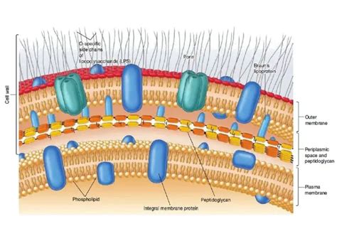 Structure Of A Bacteria What Are Bacteria Live Science