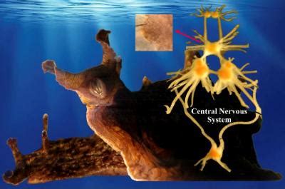 Aplysia Californica [image] Eurekalert Science News Releases