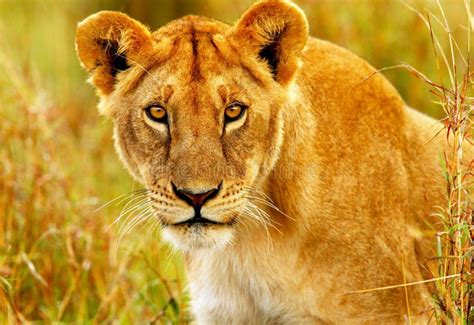 Leona Africana Panthera Leo Imagen De Archivo Imagen De Arbusto