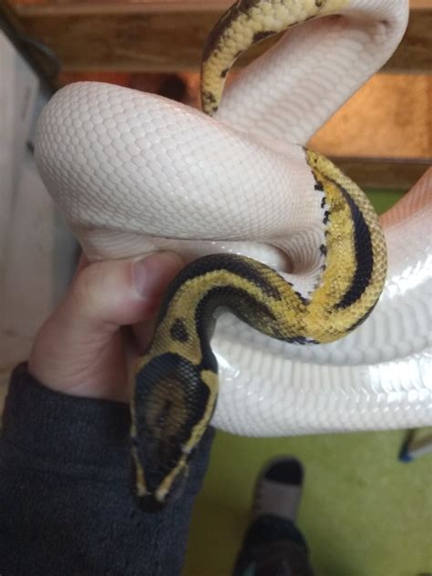 Please Identification Ball Pythons Morphmarket Reptile Community