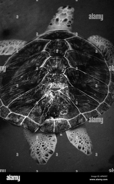 Anatomy Of The Turtle Shell Hi Res Stock Photography And Images Alamy
