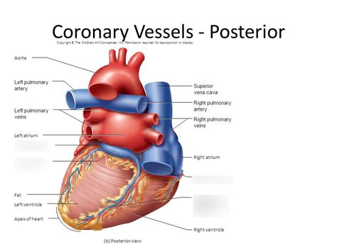 Posterior Interventricular Groove