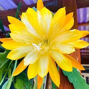 Yellow Epiphyllum Orchid Cactus Plant Live 4 To 6 Inches