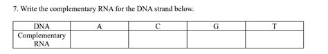 Solved Write The Complementary RNA For The DNA Strand Below Chegg