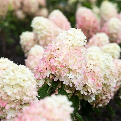 Hydrangea Paniculata Living Raspberry Pink Lcno10 Pbraf