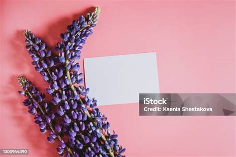 분홍색 배경 플랫 평지에 풀 블룸 색상의 파란색 라일락 색상의 꽃 루핀으로 만든 프레임텍스트에 대한 빈 흰색 종이 카드 노트 모형 텍스트 공간 0명에 대한 스톡 사진 및